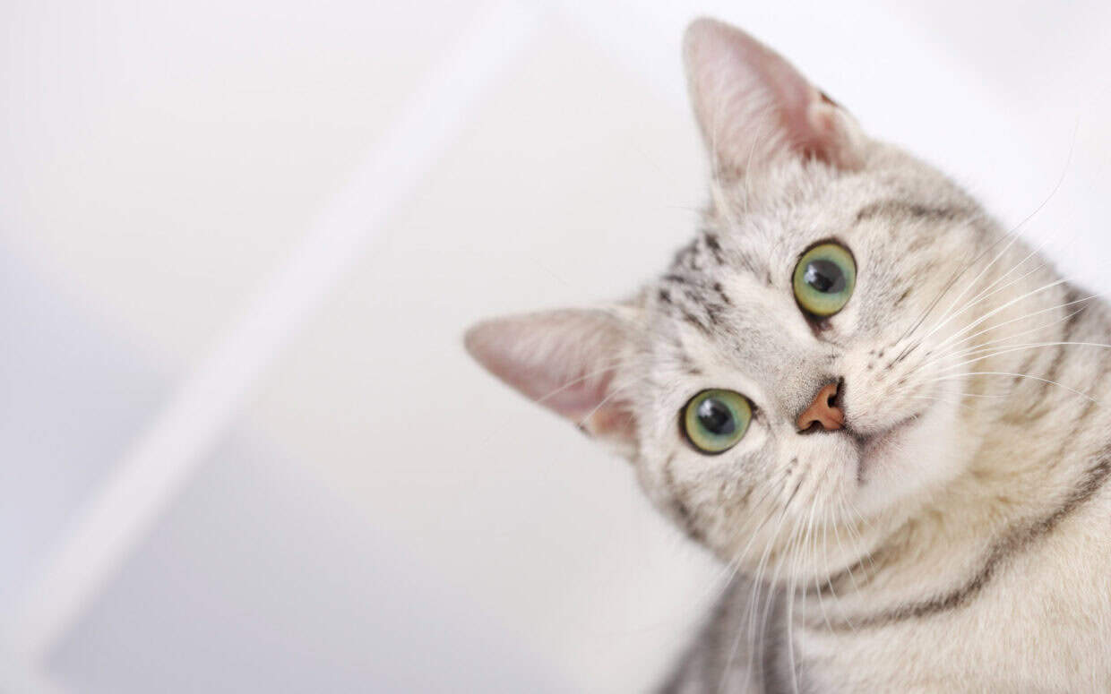 Cat Backgrounds Desktop - PixelsTalk