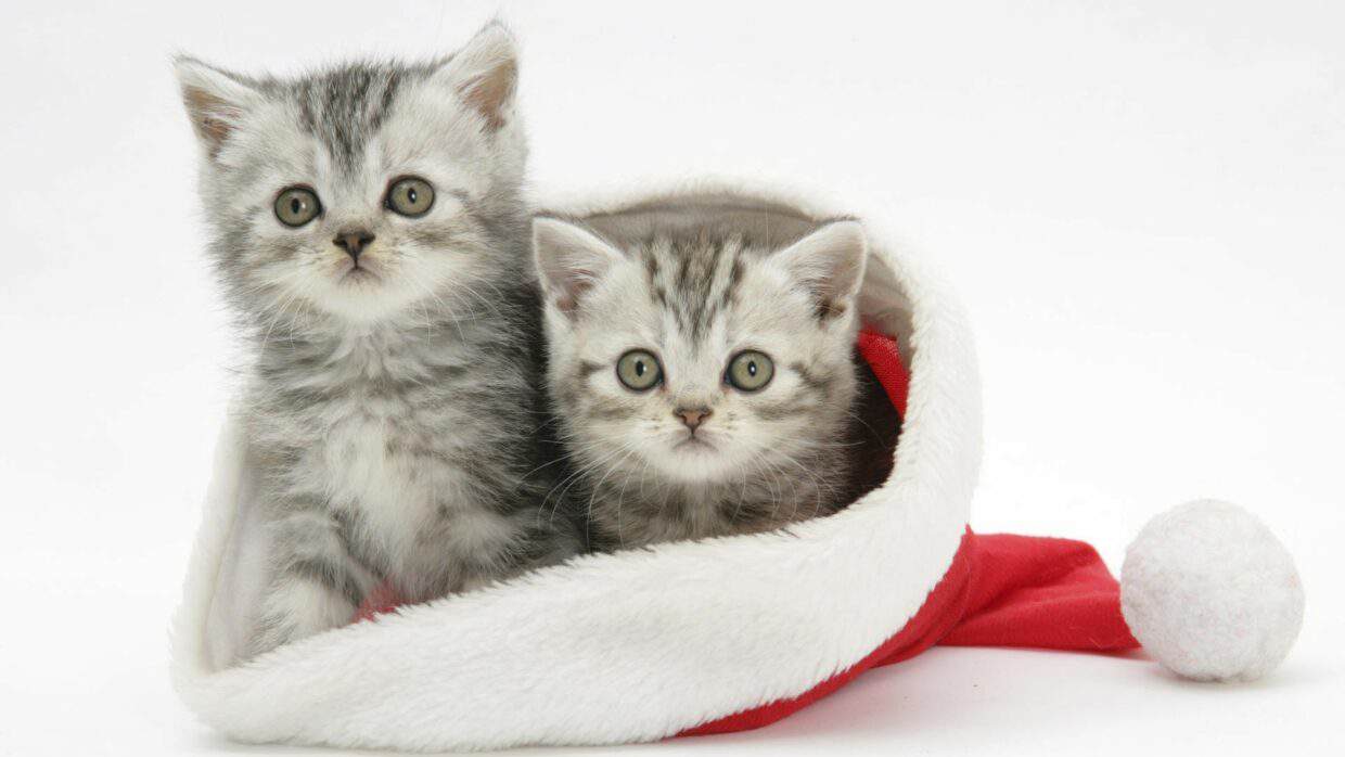 Double Cat Wallpaper - PixelsTalk