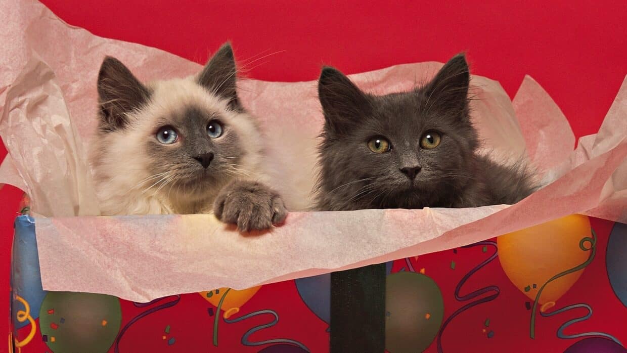 Double Cat Wallpaper - PixelsTalk