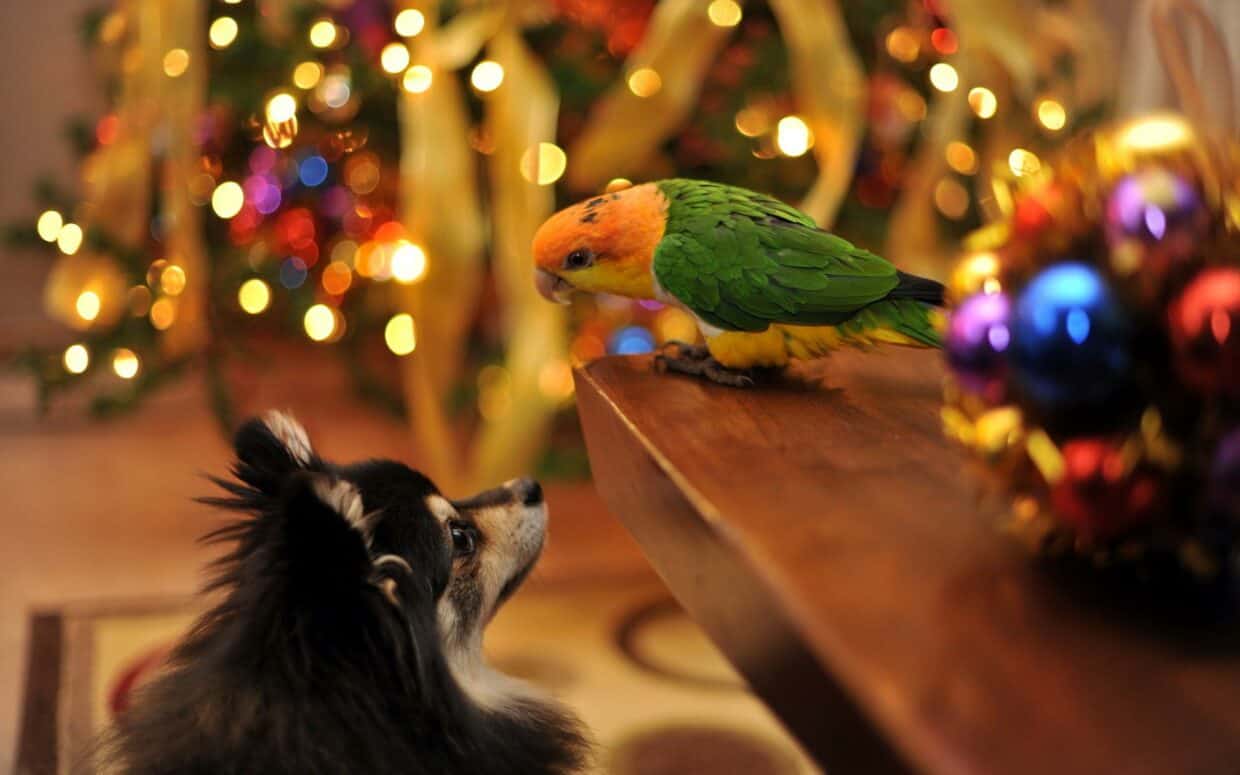 Best Friend Wallpapers HD - PixelsTalk