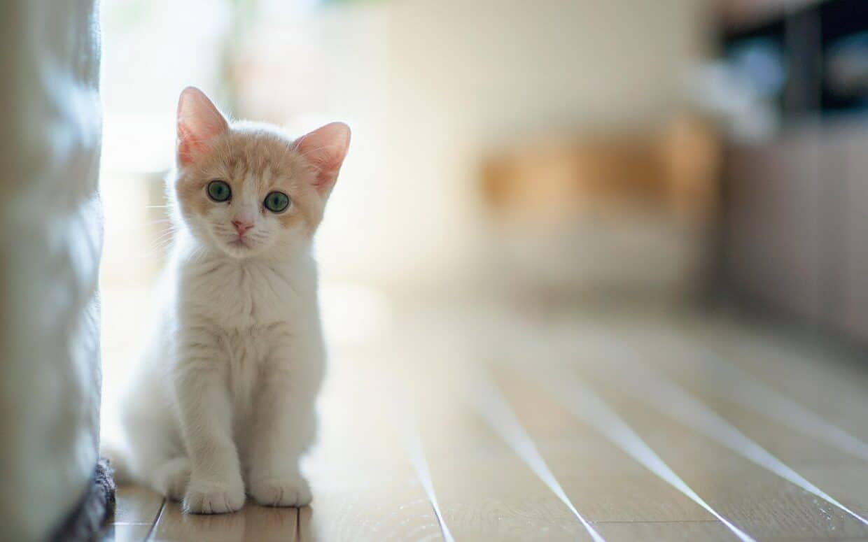 Lovely Cat Wallpaper HD - PixelsTalk