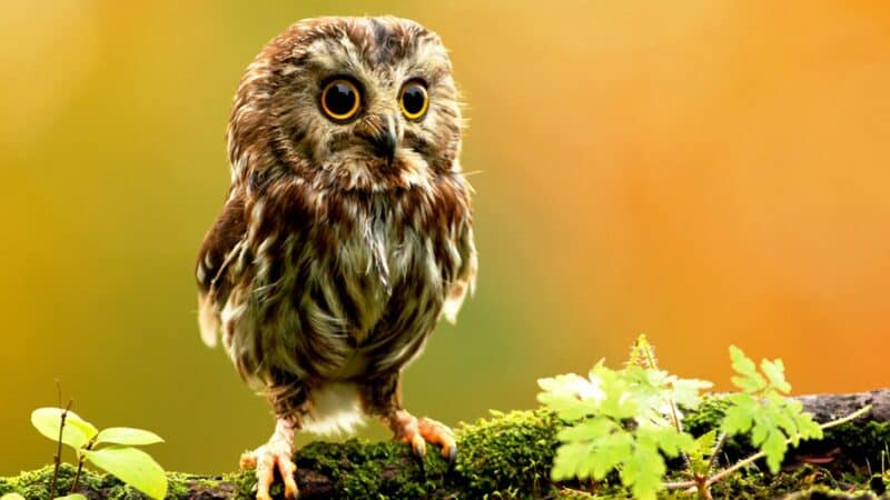 Animal Wallpapers HD - PixelsTalk
