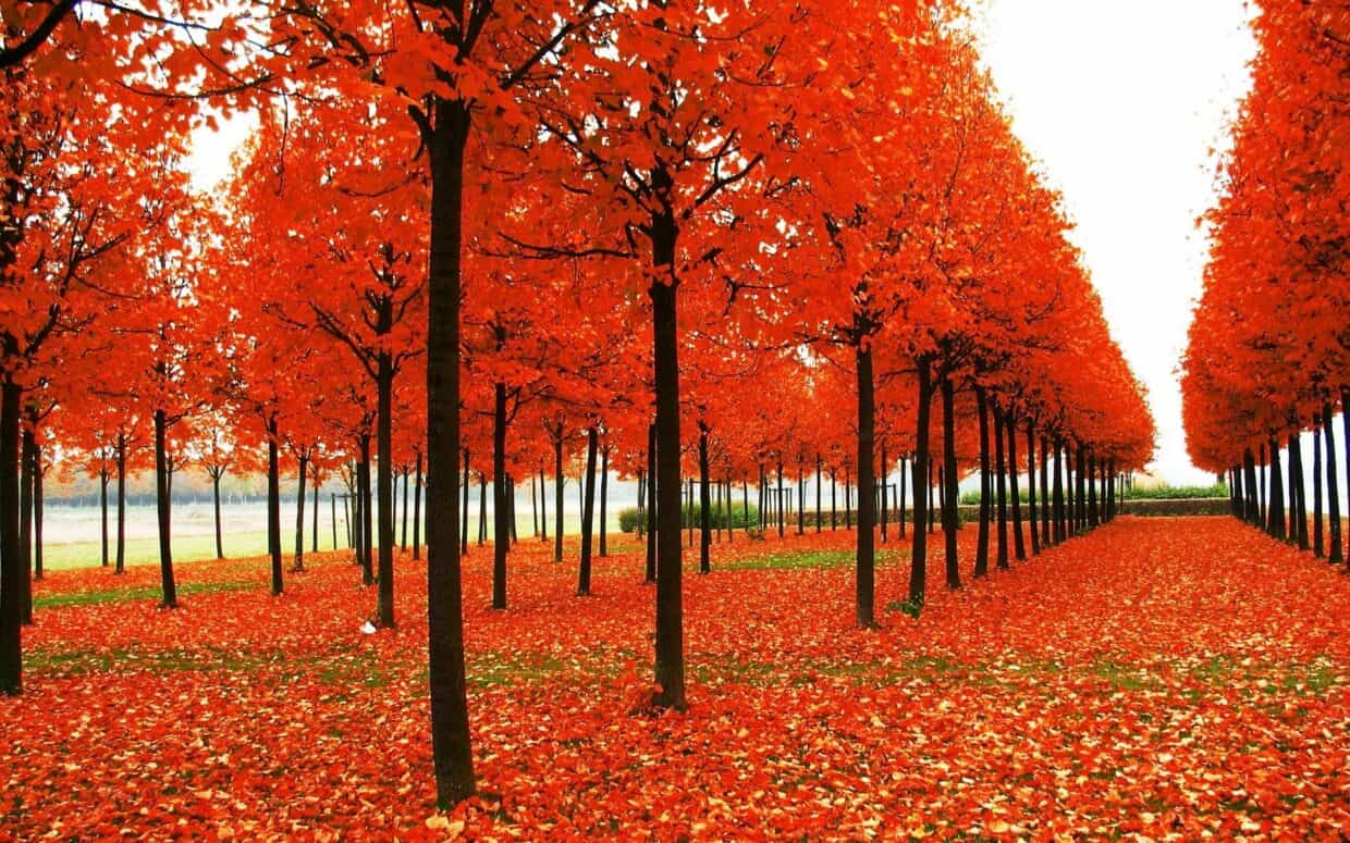 Beautiful Fall Pictures - PixelsTalk