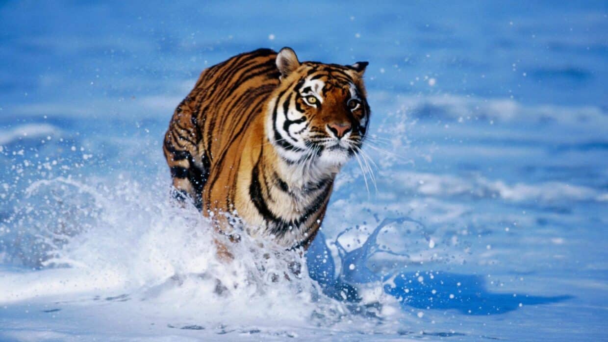 Wild Animals Wallpaper HD - PixelsTalk