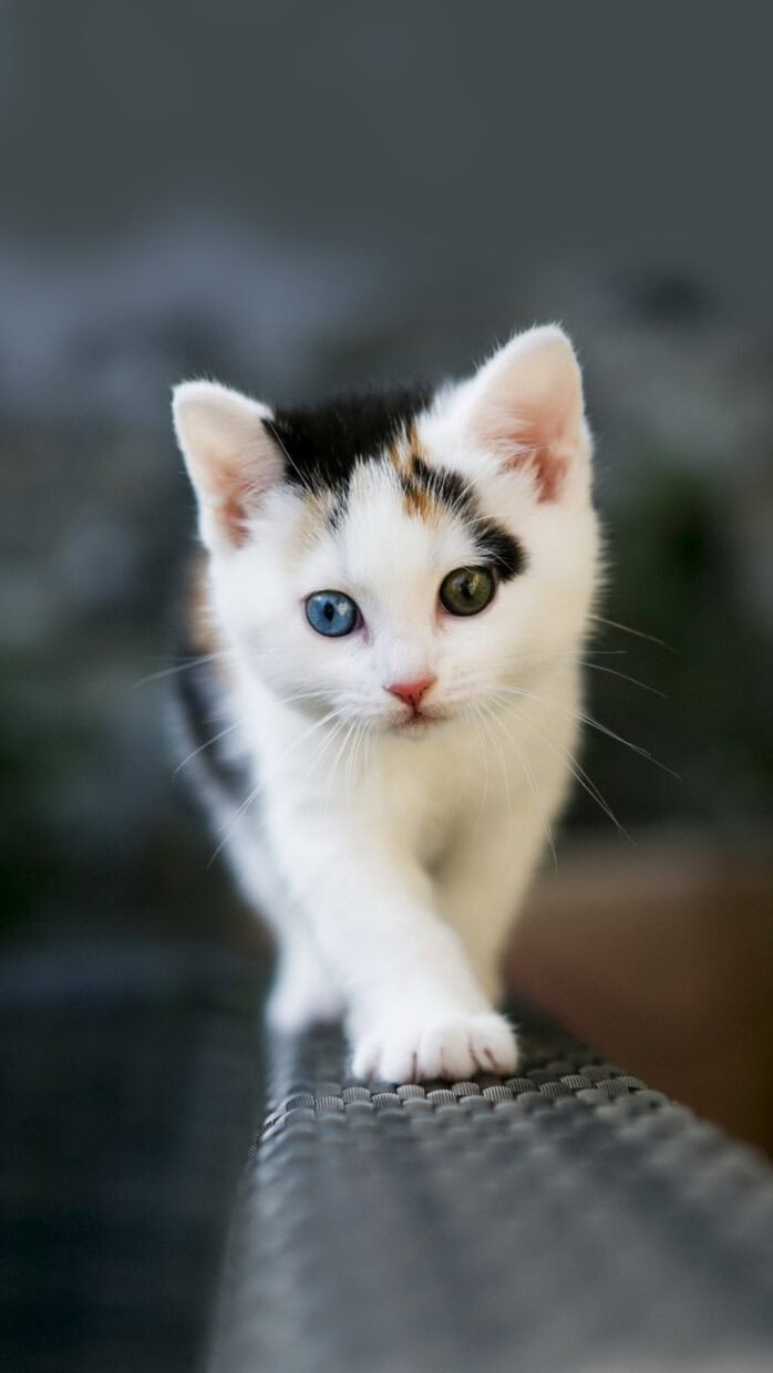 Cute Phone Wallpapers Backgrounds - PixelsTalk