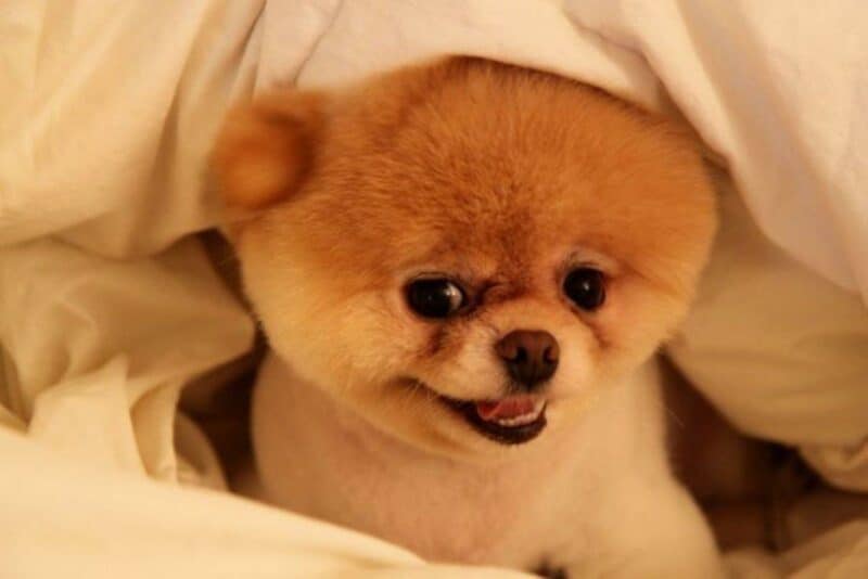 Boo The Dog Wallpaper - PixelsTalk