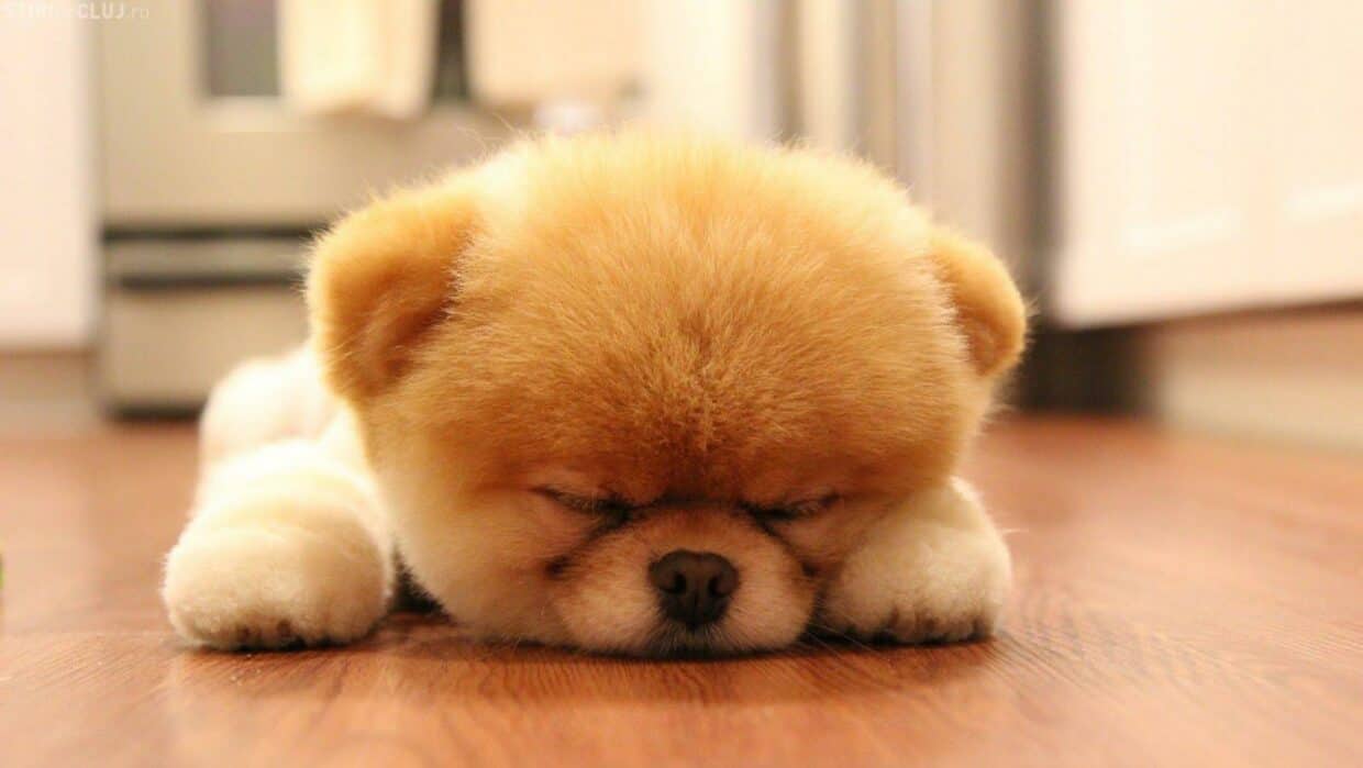 Boo The Dog Wallpaper - PixelsTalk