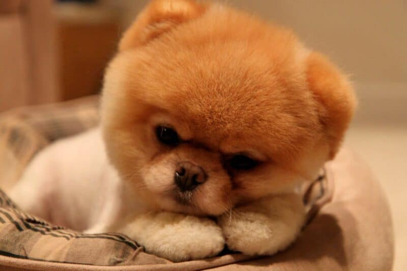 Boo The Dog Wallpaper - PixelsTalk