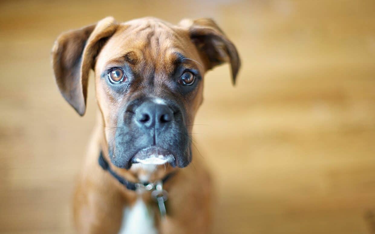 Boxer Dog Wallpaper HD - PixelsTalk