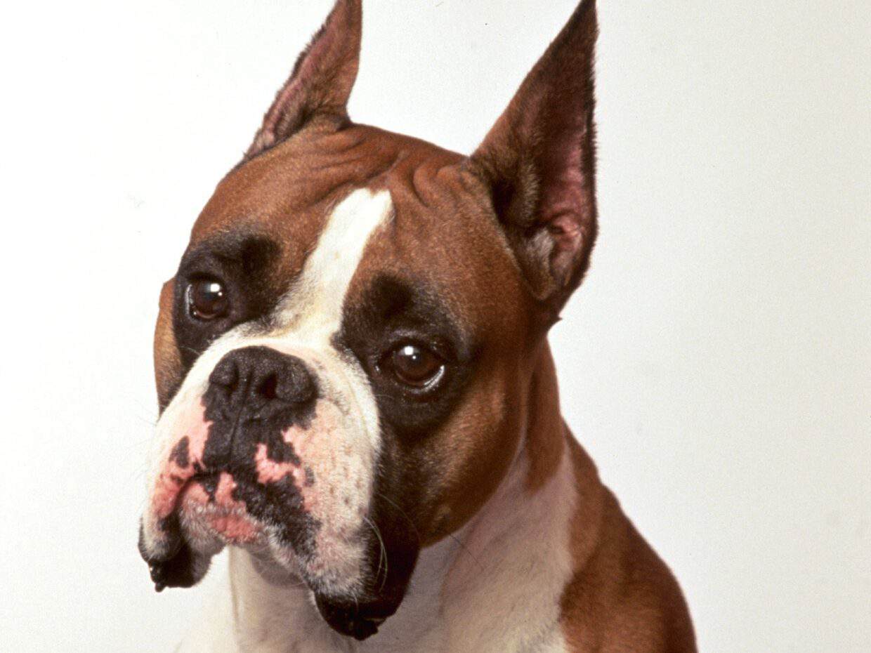 Boxer Dog Wallpaper HD - PixelsTalk