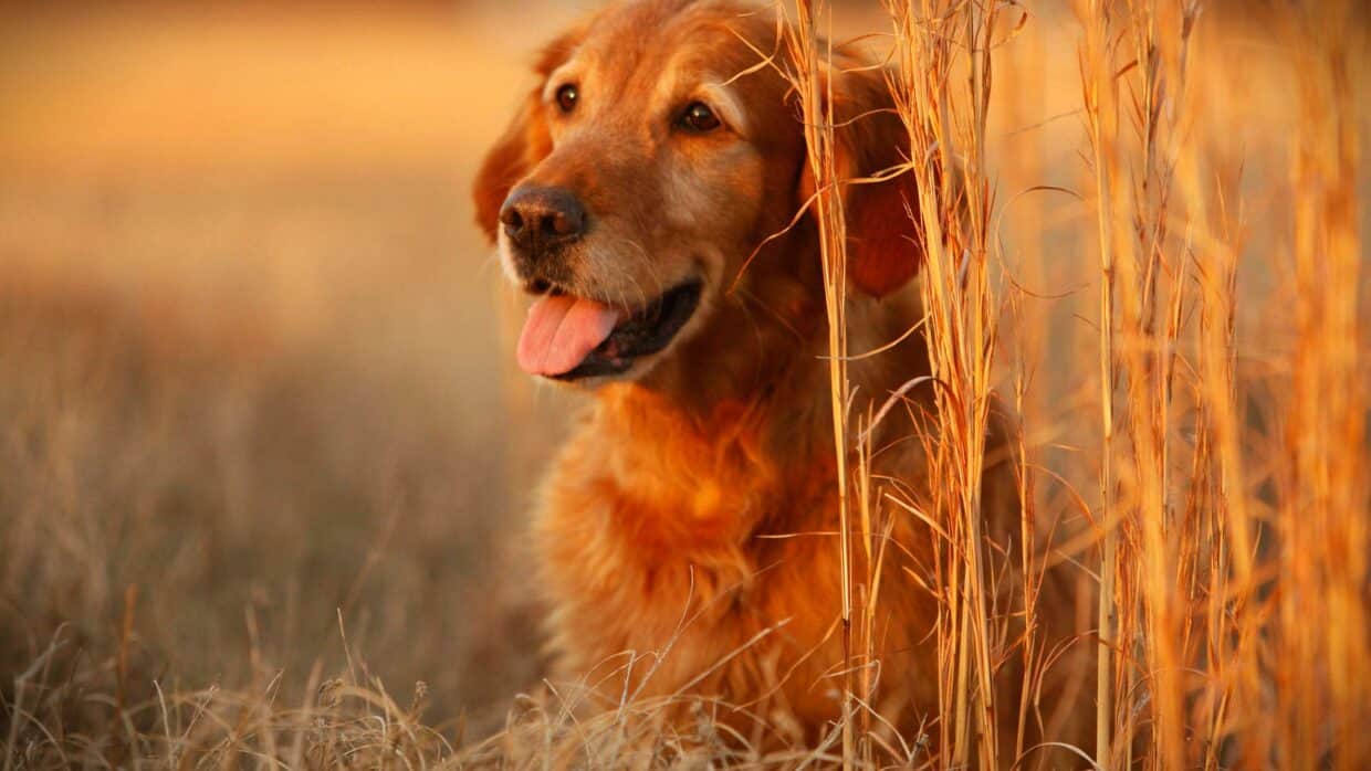 Dog Backgrounds - PixelsTalk