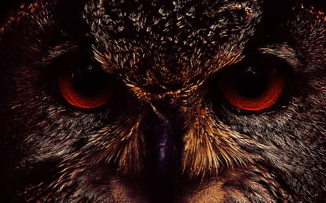 Dark Owl Wallpapers - PixelsTalk