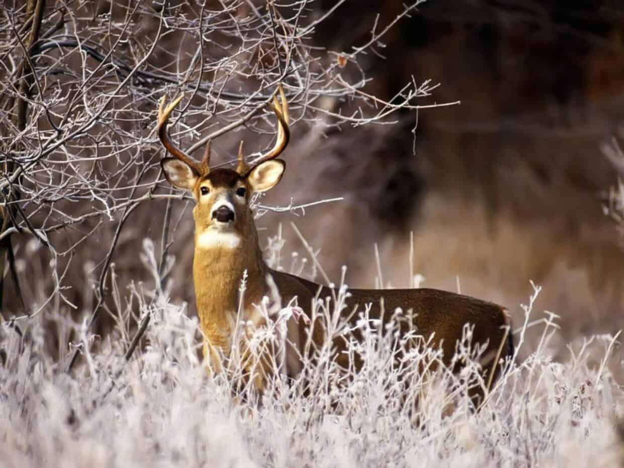 Deer Backgrounds - PixelsTalk