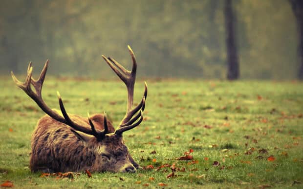 45+ Deer Wallpapers HD - PixelsTalk