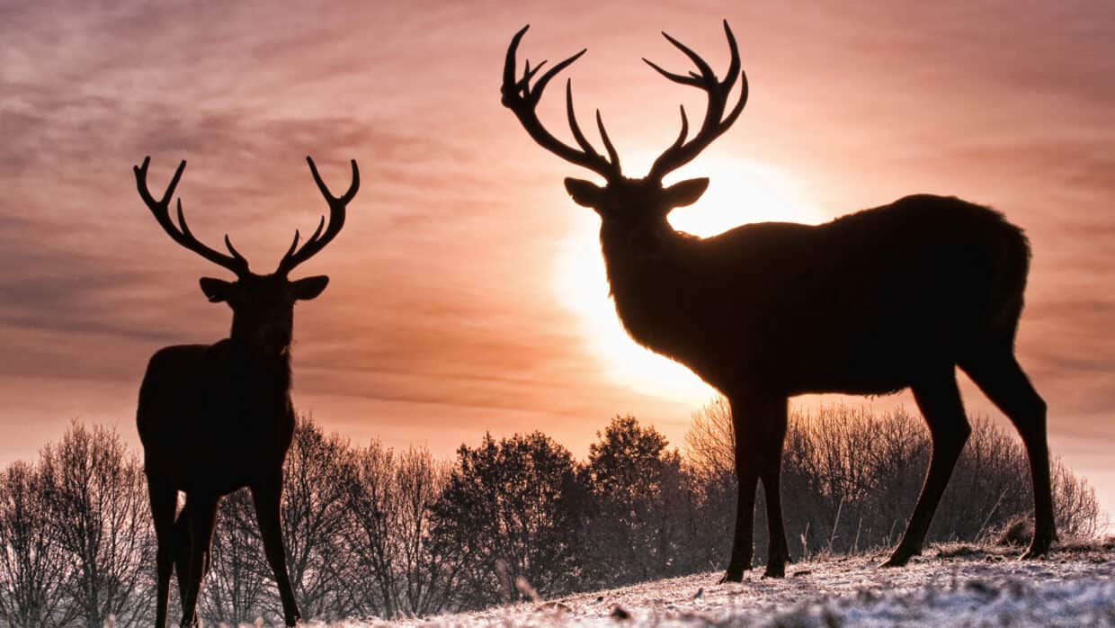 Deer Backgrounds - PixelsTalk