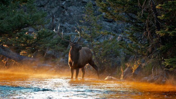 45+ Deer Wallpapers HD - PixelsTalk