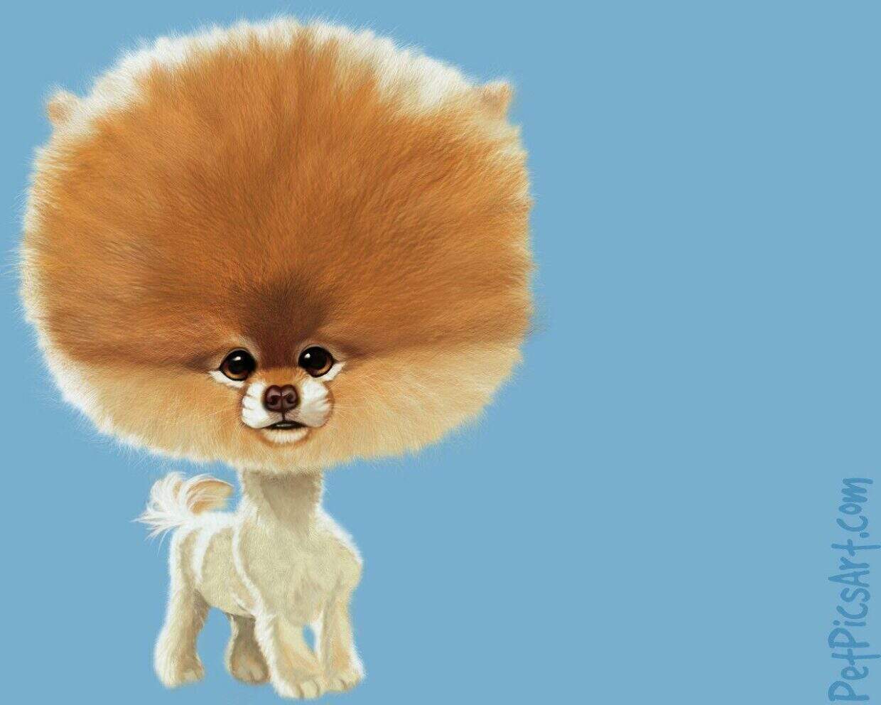 Boo The Dog Wallpaper - PixelsTalk
