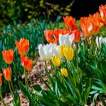 Beautiful Spring Images Free Download
