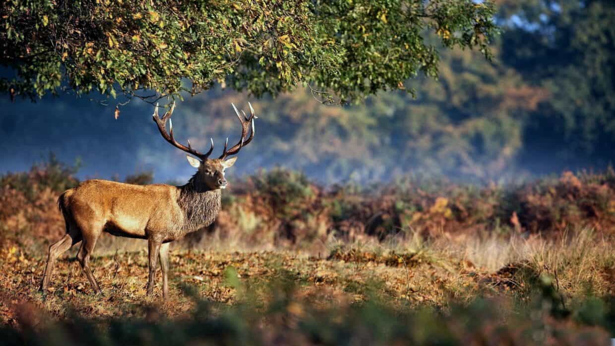 Deer Backgrounds - PixelsTalk