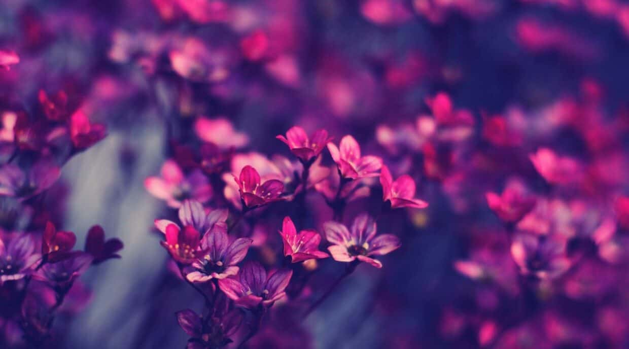 Flowers Wallpapers 4K - PixelsTalk
