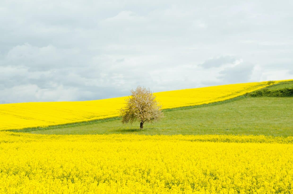 4K Desktop Background Ideas for Stunning Displays - PixelsTalk