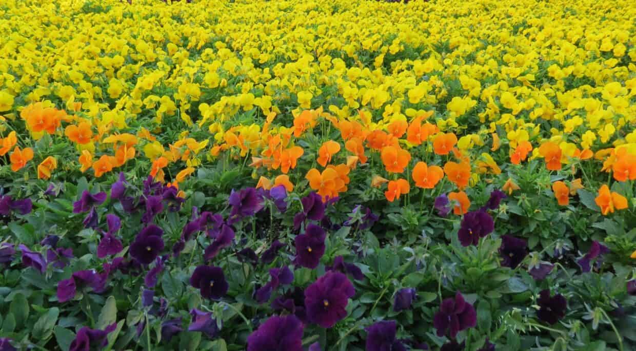 Flowers Wallpapers 4K - PixelsTalk