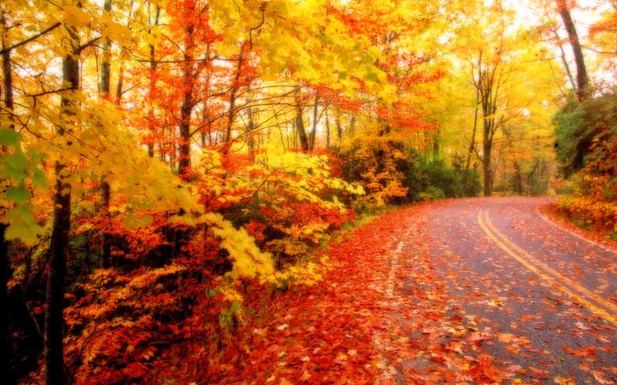 4K Fall Wallpapers - PixelsTalk