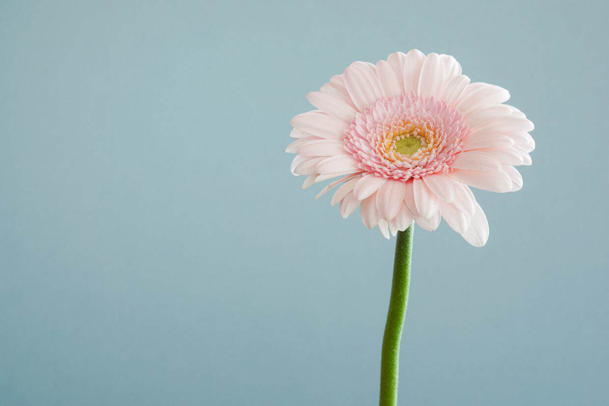 Spring Backgrounds - PixelsTalk