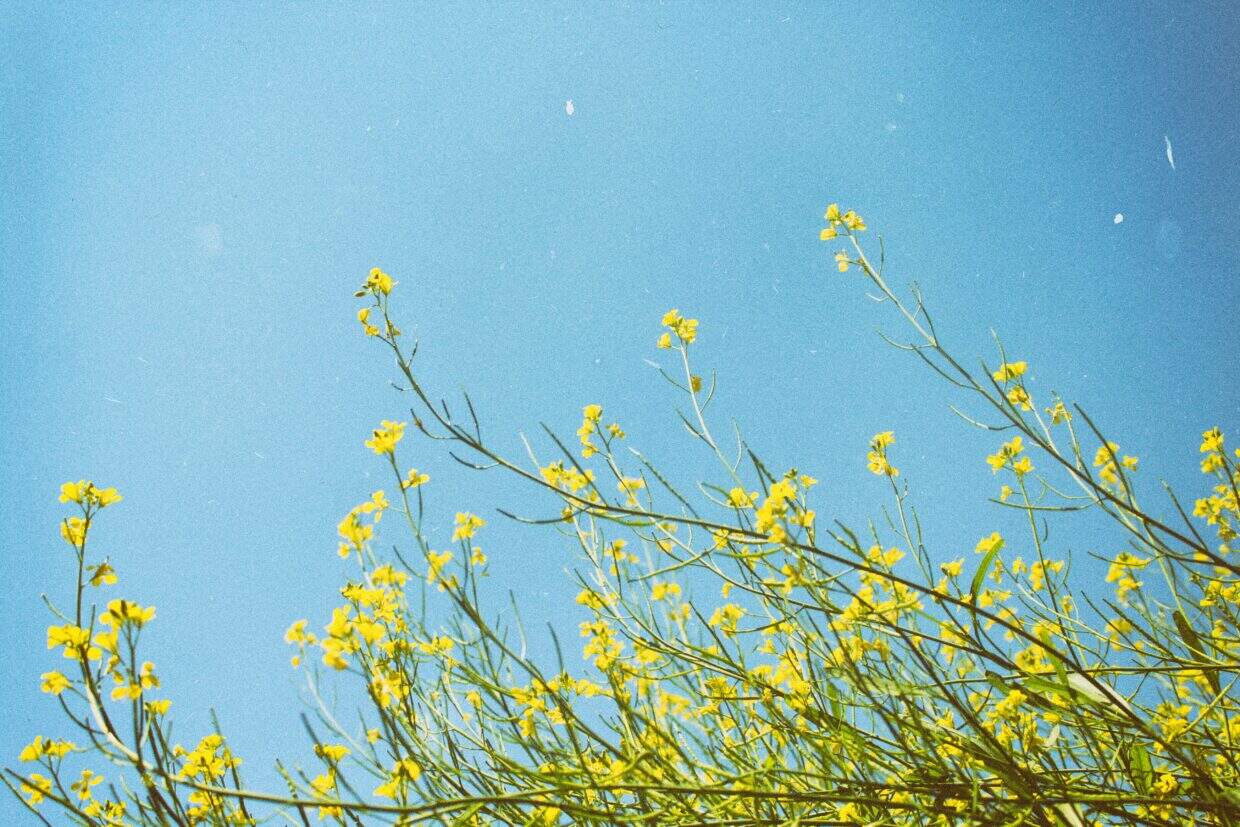 Spring Backgrounds - PixelsTalk