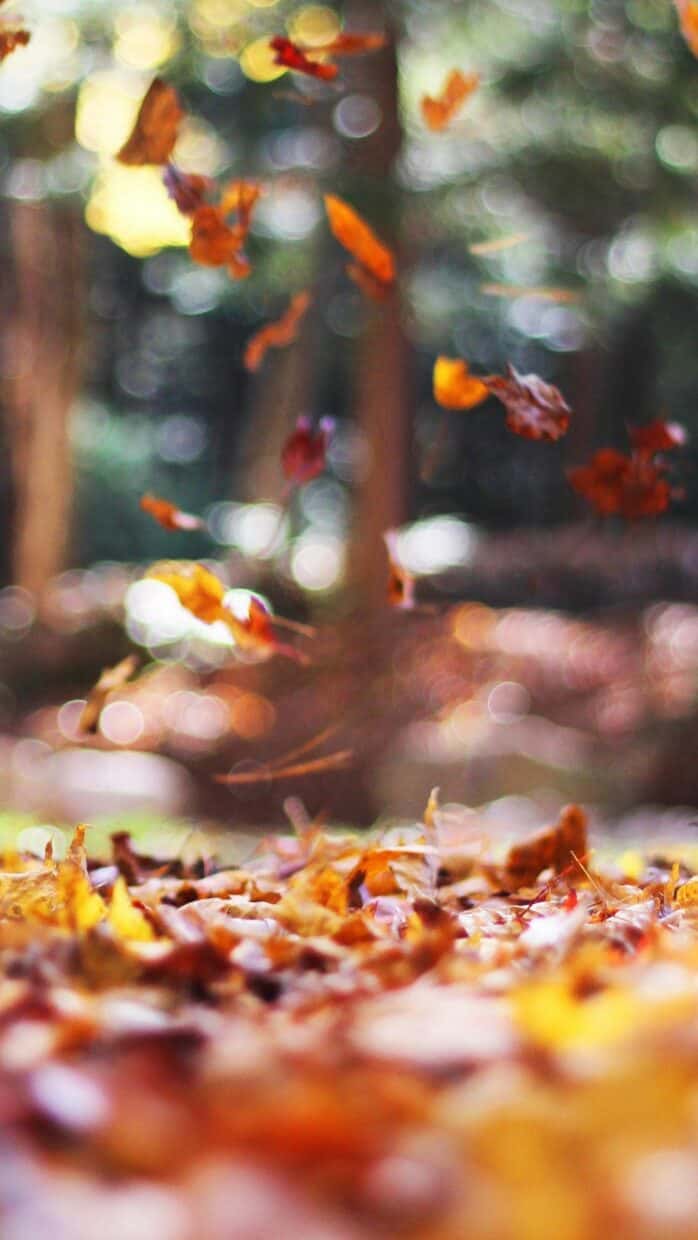 Fall Wallpaper for Android - PixelsTalk