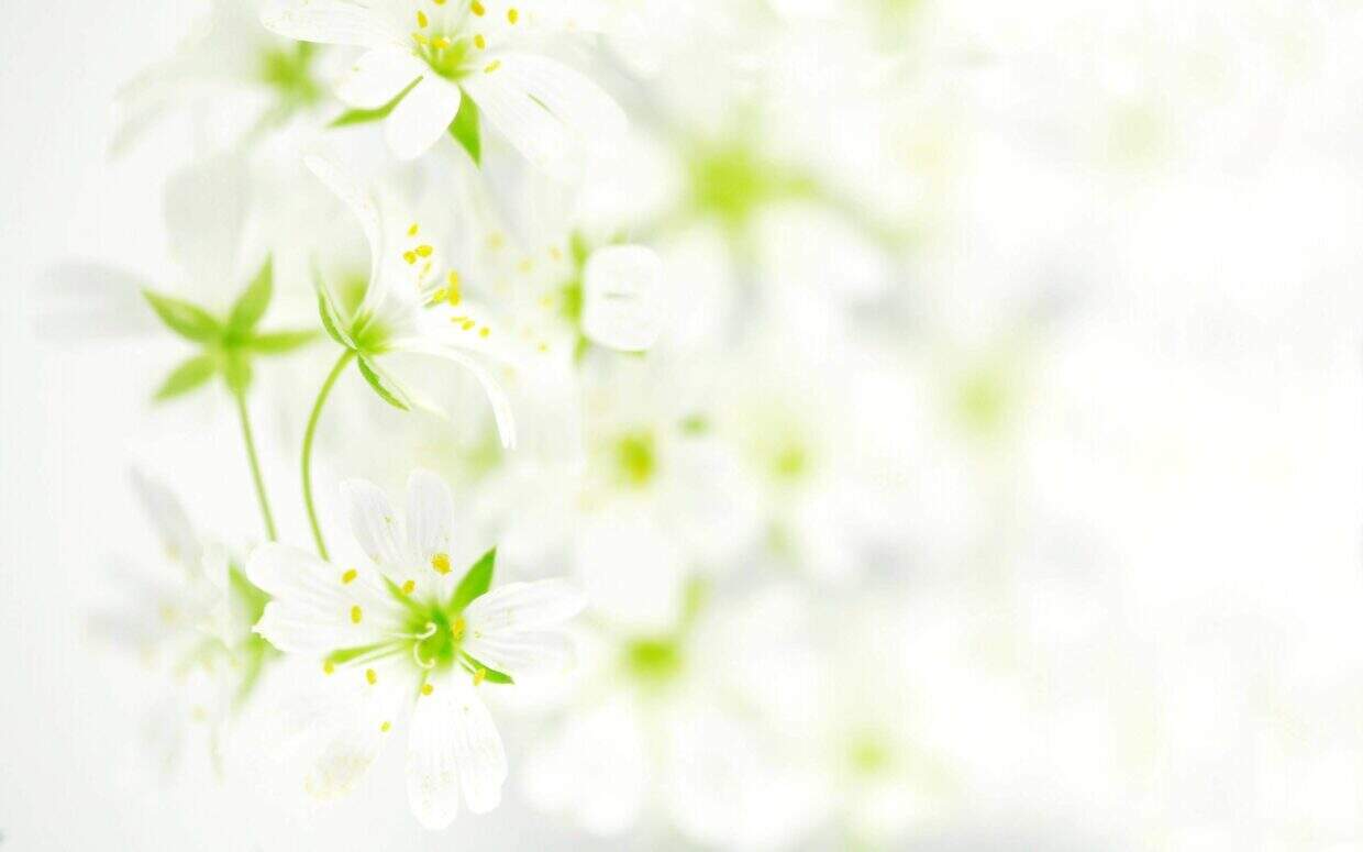 Cool White HD Wallpapers Computer - PixelsTalk