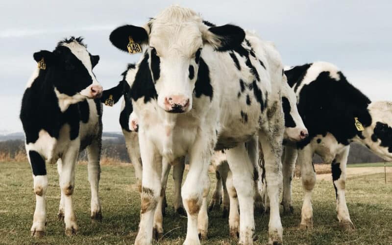 Cute Cow Desktop Backgrounds - PixelsTalk