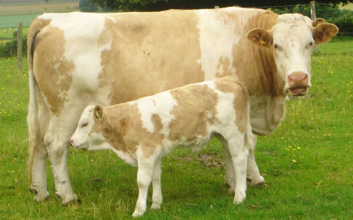 Cute Cow Desktop Backgrounds - PixelsTalk