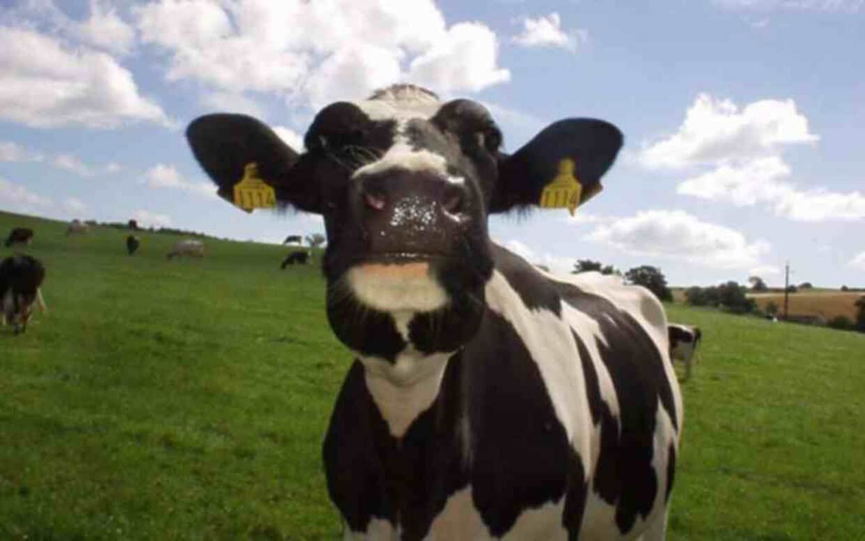 Cute Cow Desktop Backgrounds - PixelsTalk