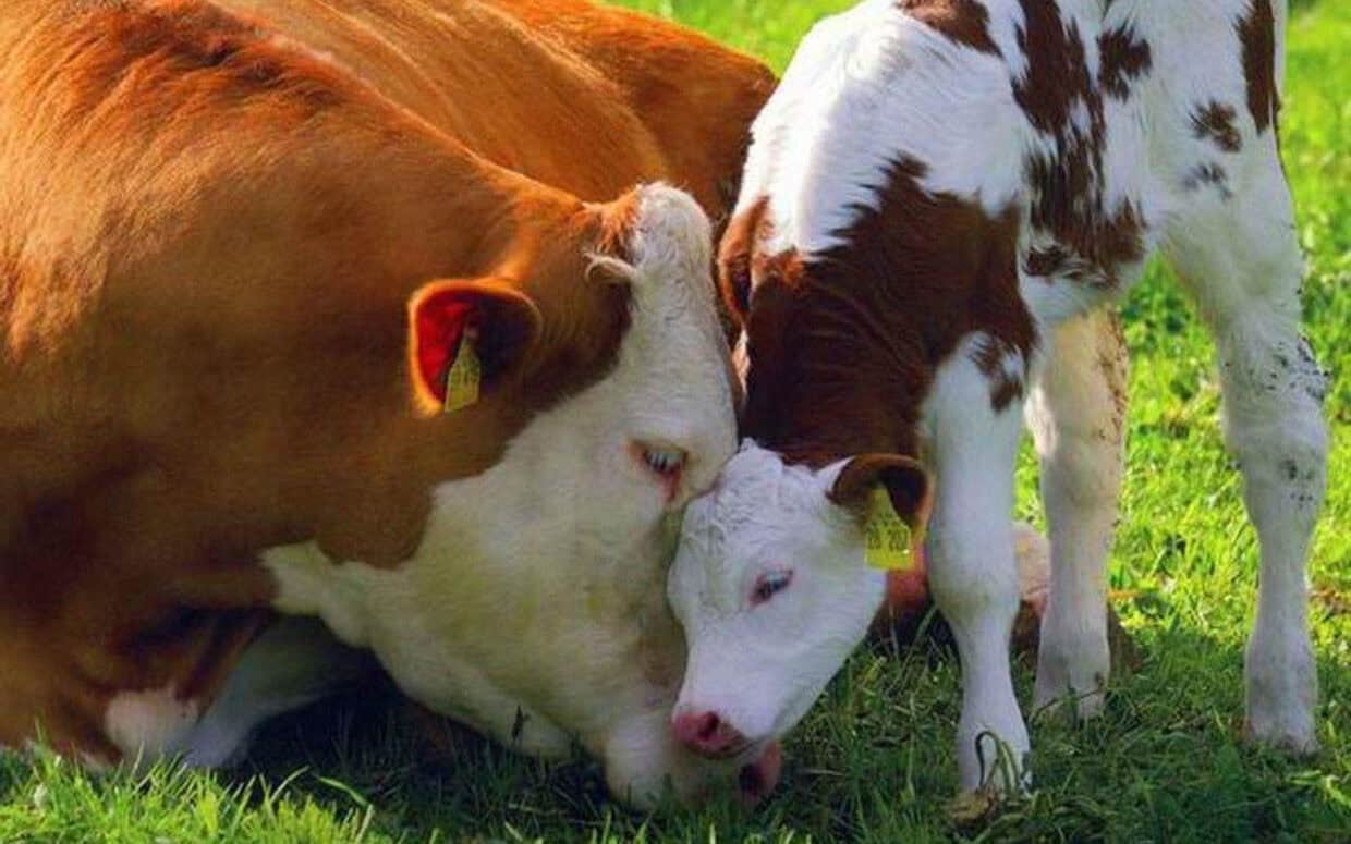 Cute Cow Wallpapers - PixelsTalk