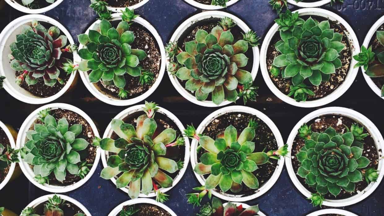 Cute Plant Wallpapers HD - PixelsTalk