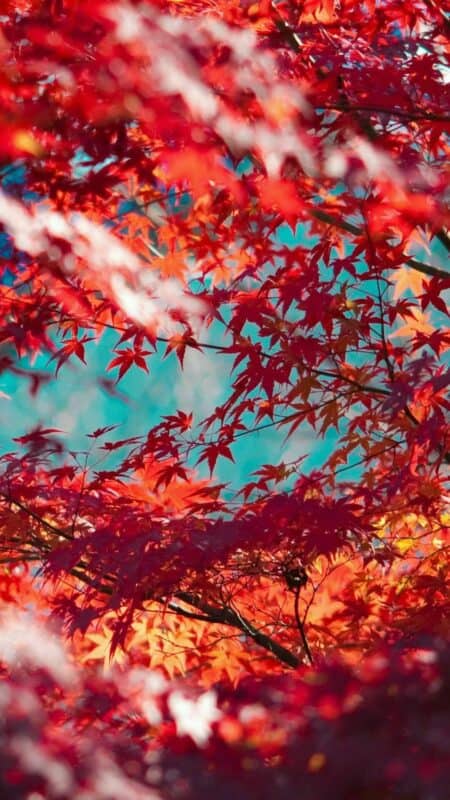 Fall Wallpaper for Android - PixelsTalk