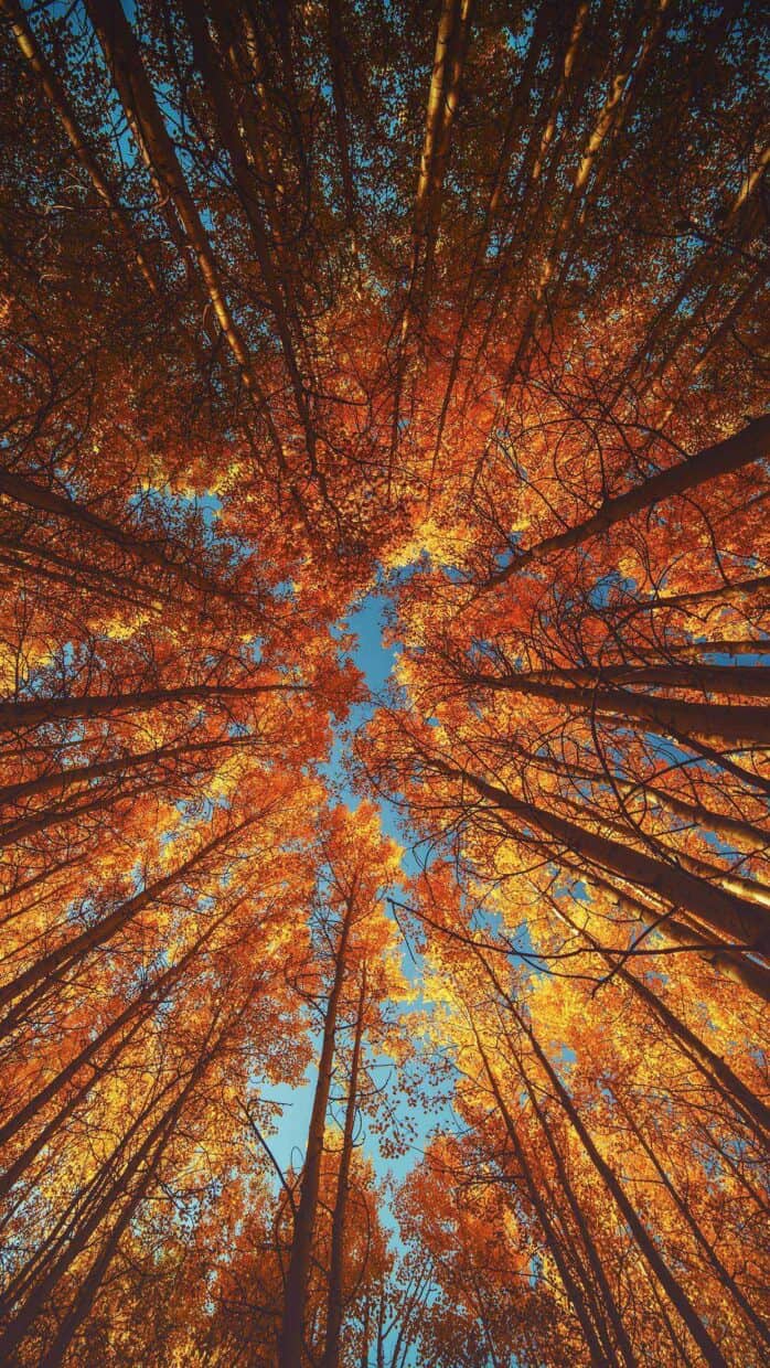 Fall Wallpaper for Android - PixelsTalk