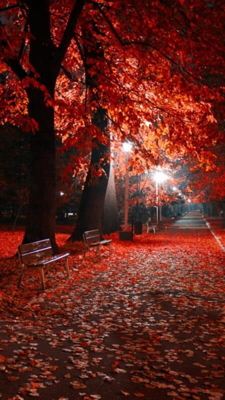 Fall Wallpaper for Android - PixelsTalk