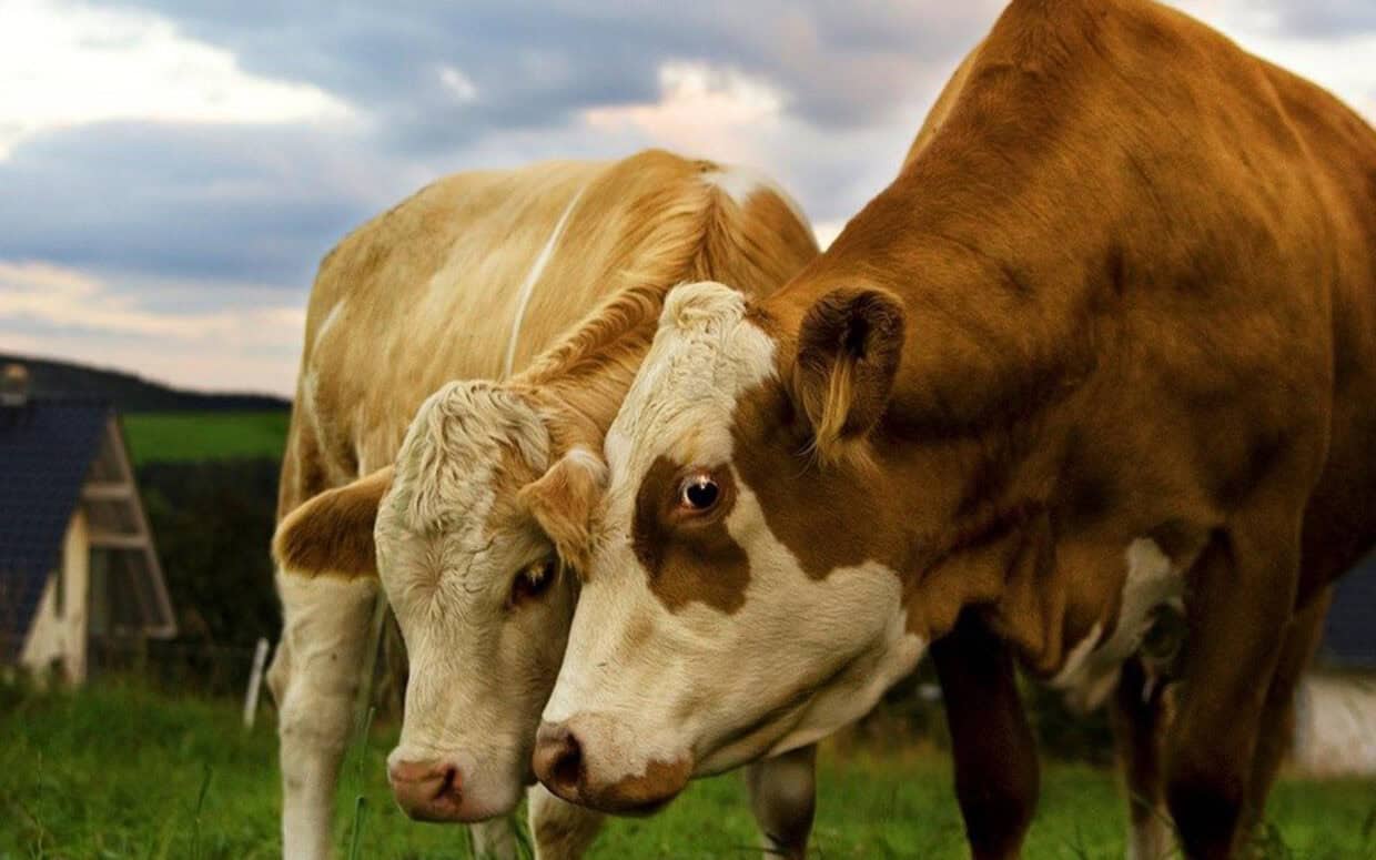 Cute Cow Desktop Backgrounds - PixelsTalk