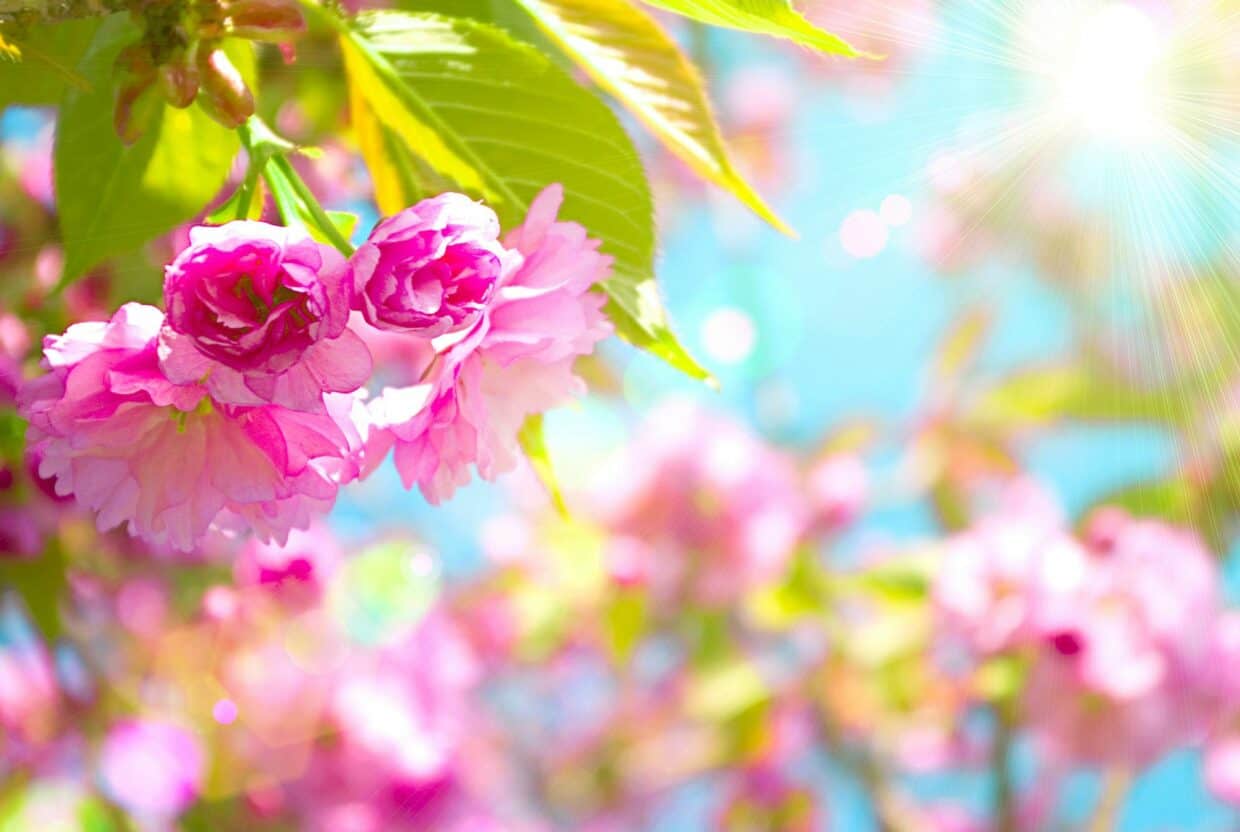 Cute Spring Computer Wallpapers HD - PixelsTalk
