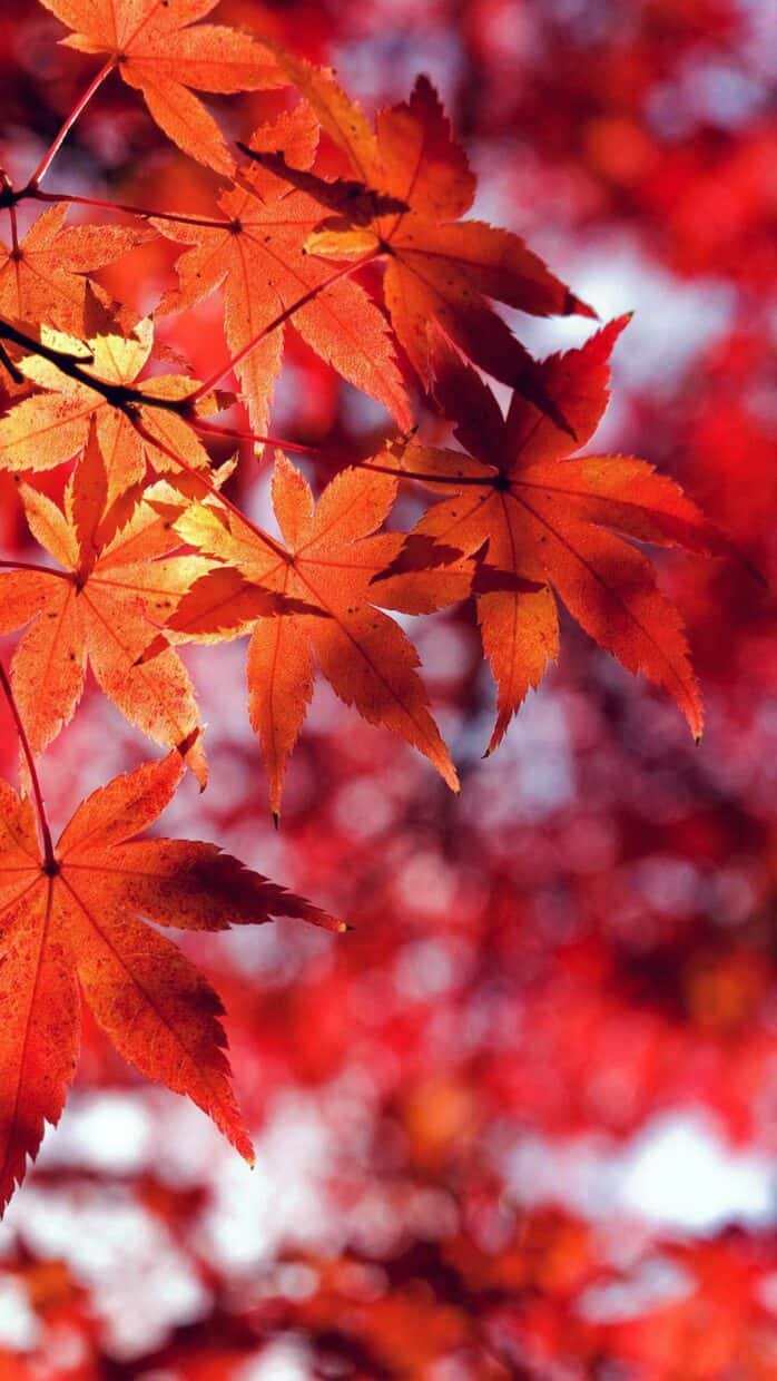 Fall Wallpaper for Android - PixelsTalk