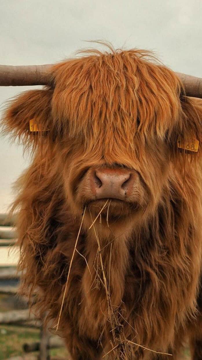 Cute Wow Wallpaper iPhone - PixelsTalk