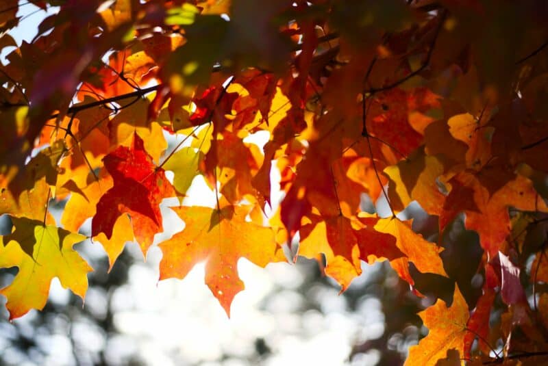September Wallpapers HD for Desktop - PixelsTalk