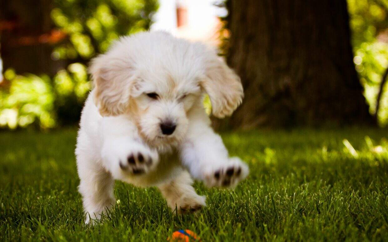Cool Dog Wallpapers - PixelsTalk