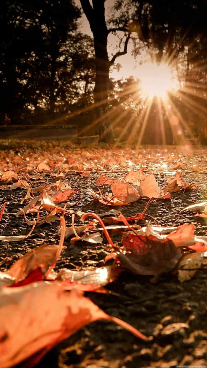 Fall Wallpaper for Android - PixelsTalk