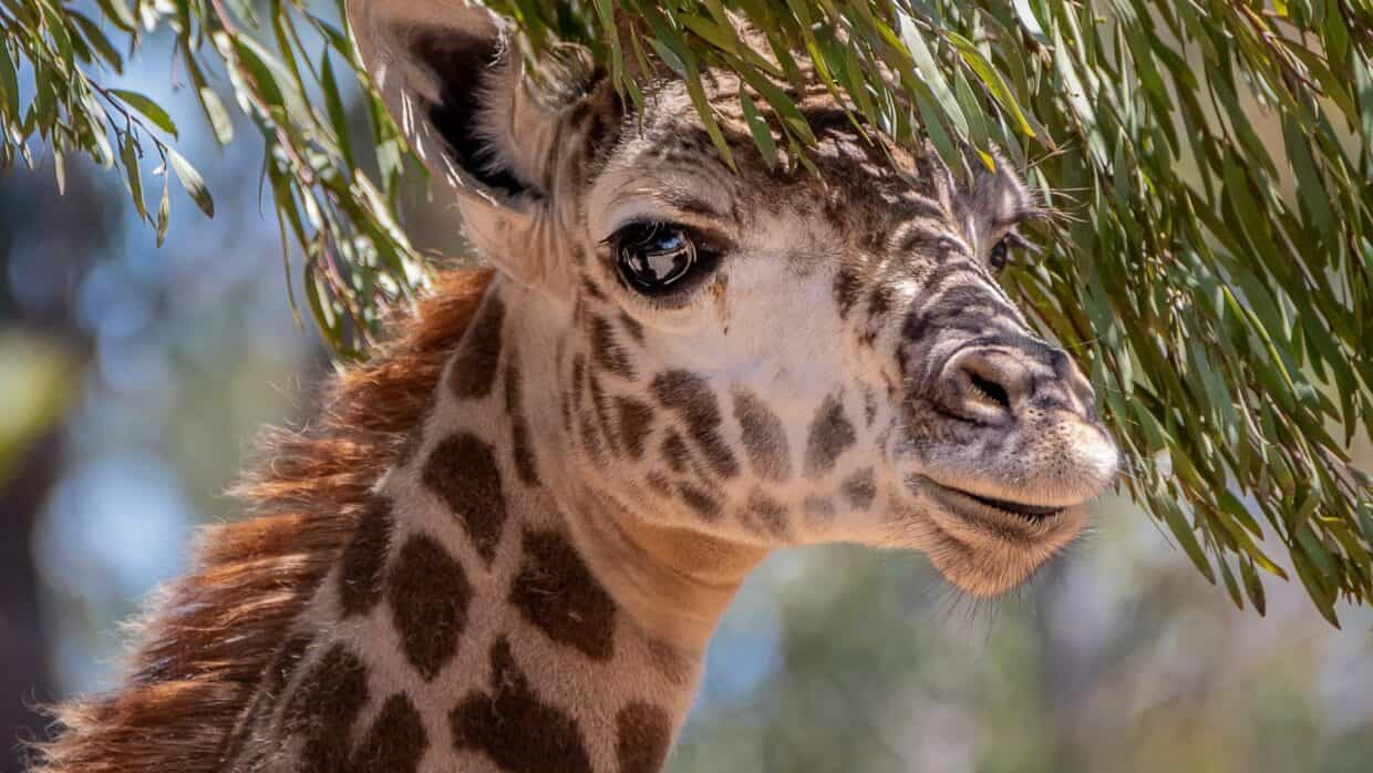 Animal HD Wallpapers - PixelsTalk