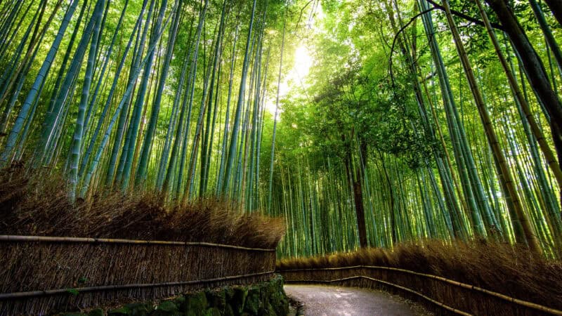 4K Bamboo Wallpapers - PixelsTalk