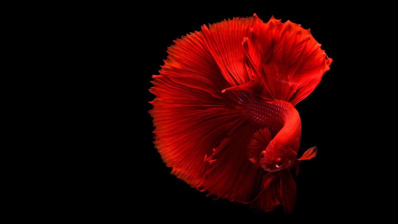 4K Fish Wallpapers Computer - PixelsTalk