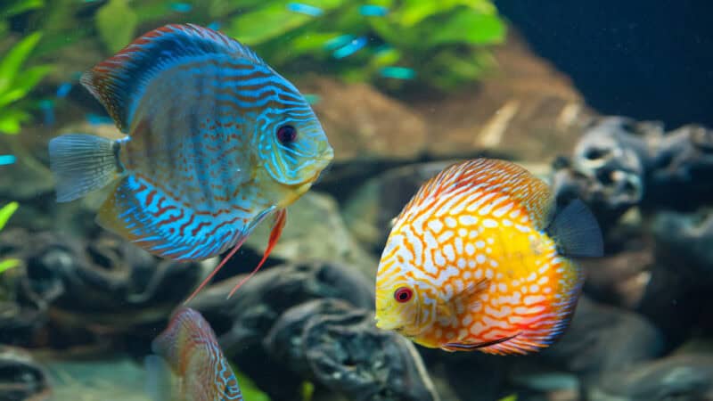 4K Fish Wallpapers Computer - PixelsTalk